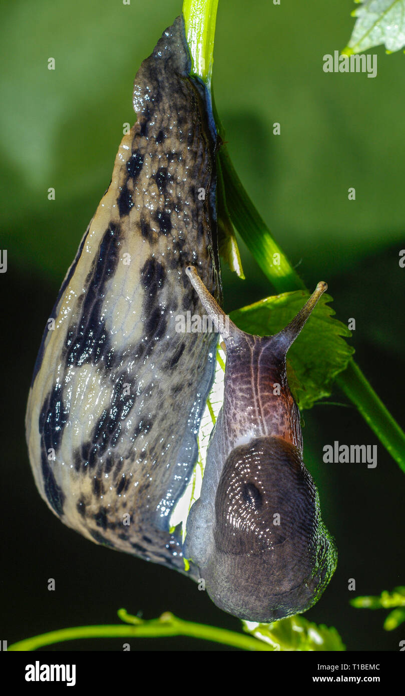 Black slugs on leaves hi-res stock photography and images - Alamy