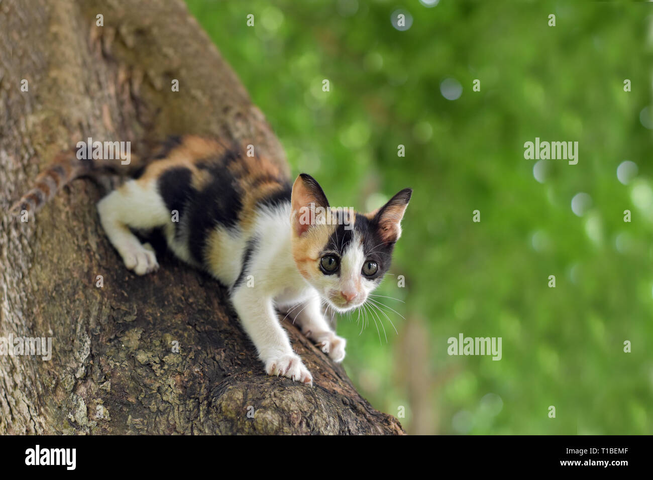 Calico kitten cat catch on tree, cute kitten cat, little kitten cat ...