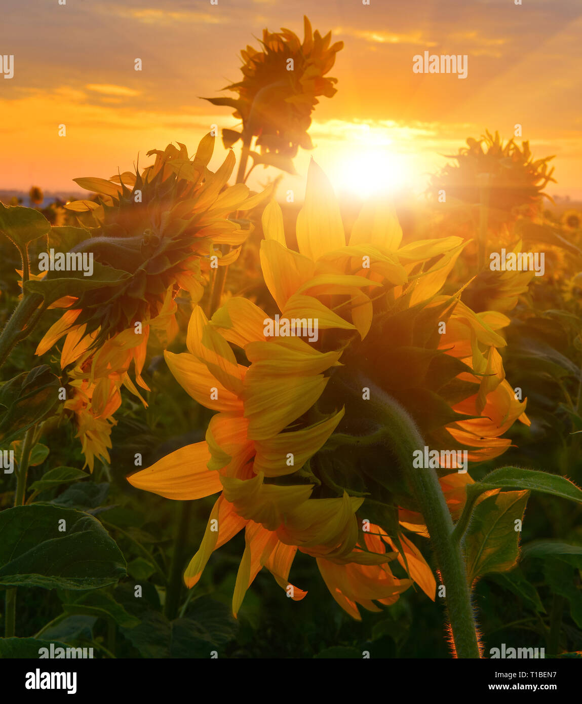 Beauty of rising sun hi-res stock photography and images - Alamy