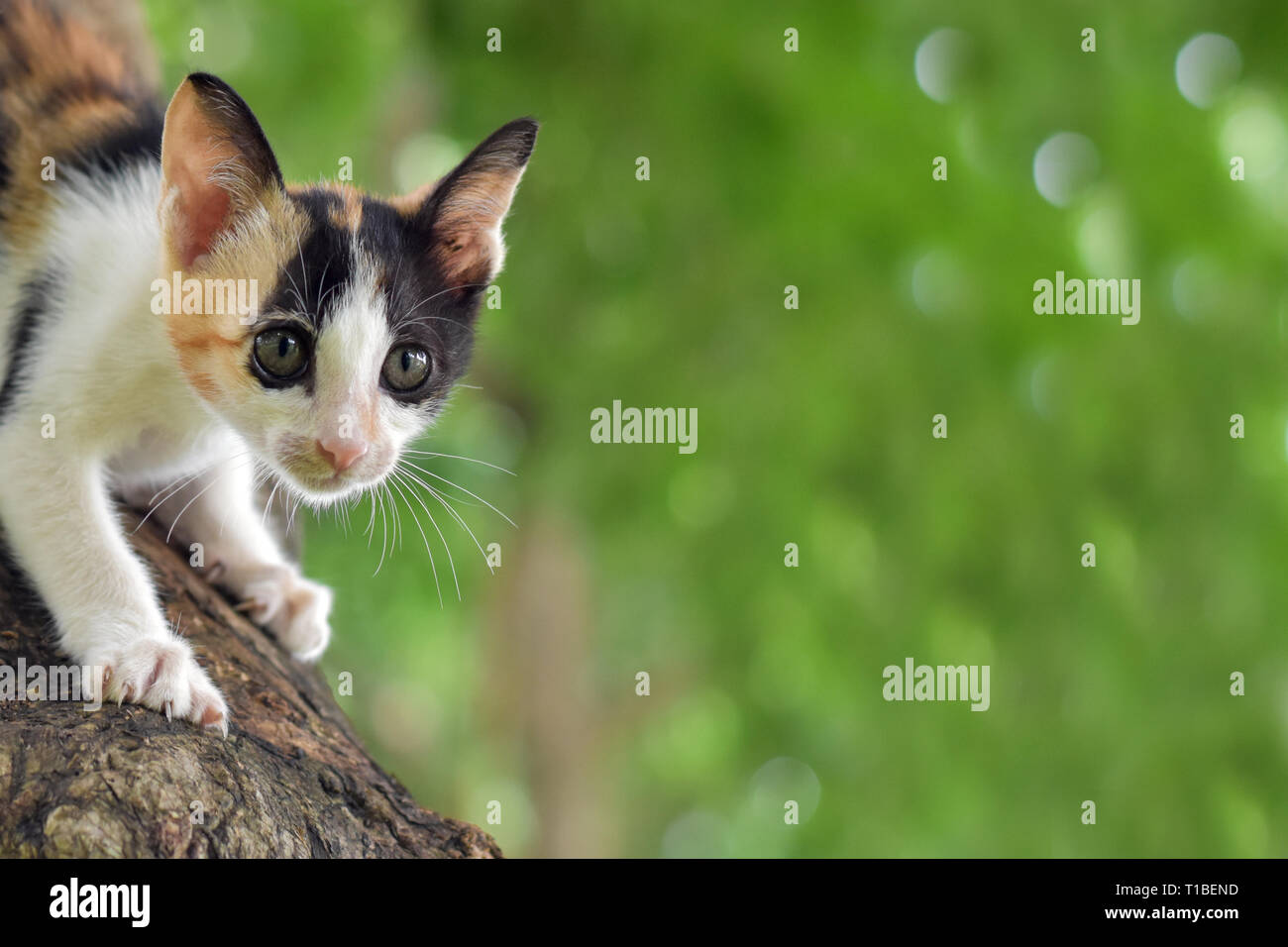 Calico kitten cat catch on tree, cute kitten cat, little kitten cat ...