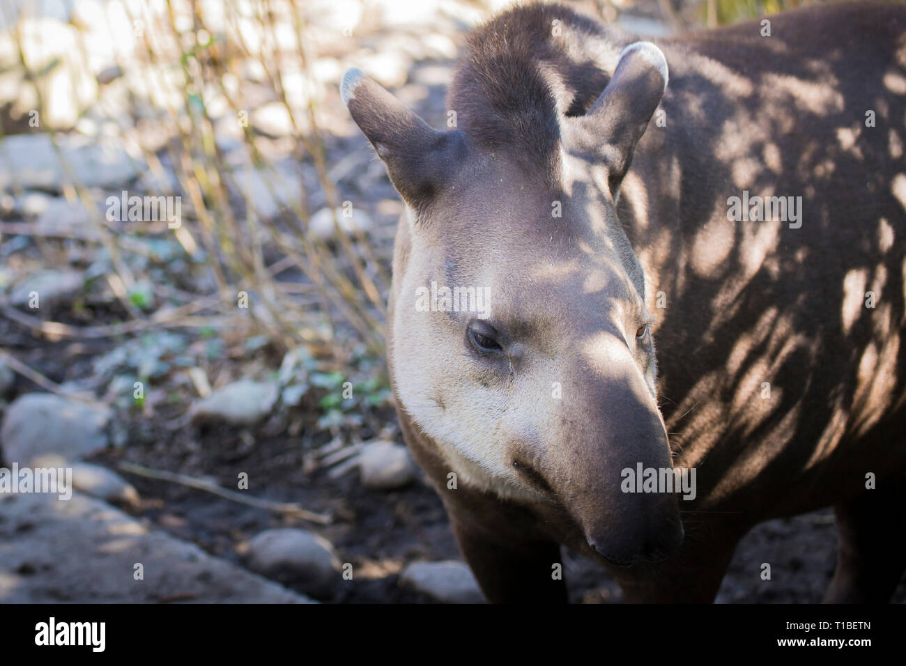 Danta animal hi-res stock photography and images - Alamy