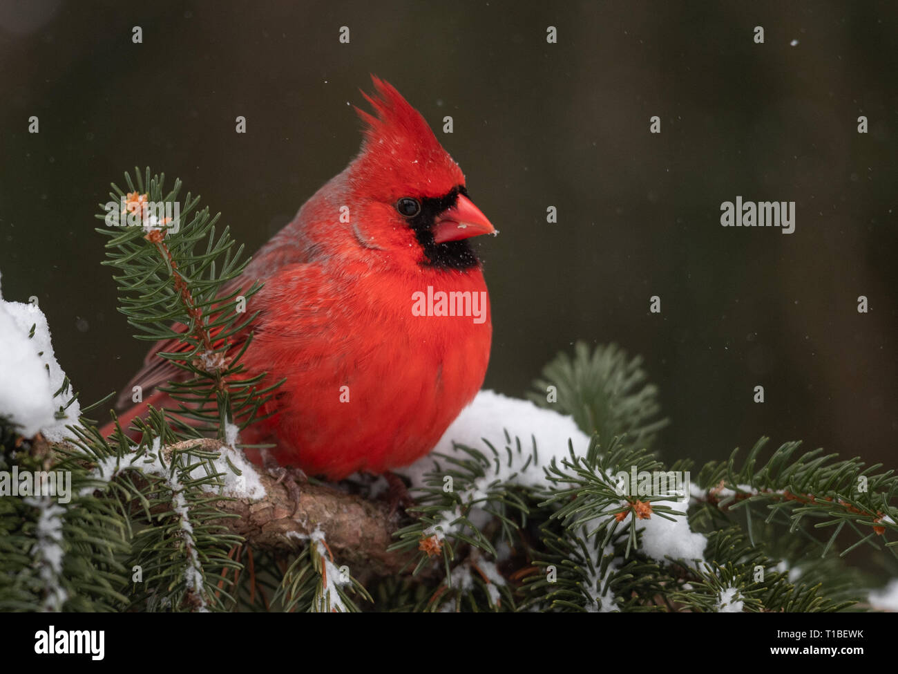 Red Cardinal Snow High Resolution Stock Photography and Images - Alamy