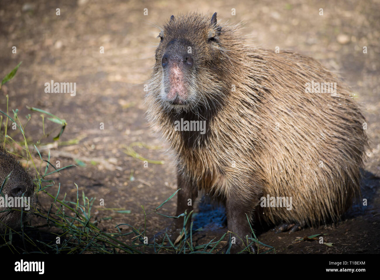 Portrait of an adult capybara (Hydrochoerus hydrochaeris) sitting on ...
