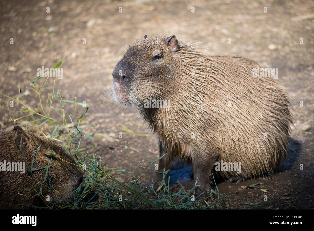 Portrait of an adult capybara (Hydrochoerus hydrochaeris) sitting on ...