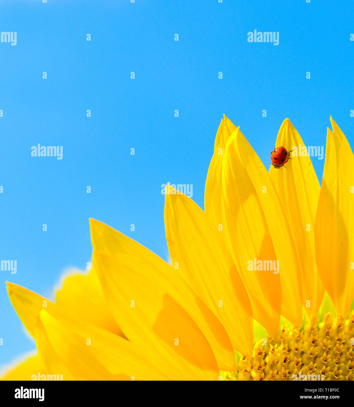 Close up photo of plant hi-res stock photography and images - Alamy