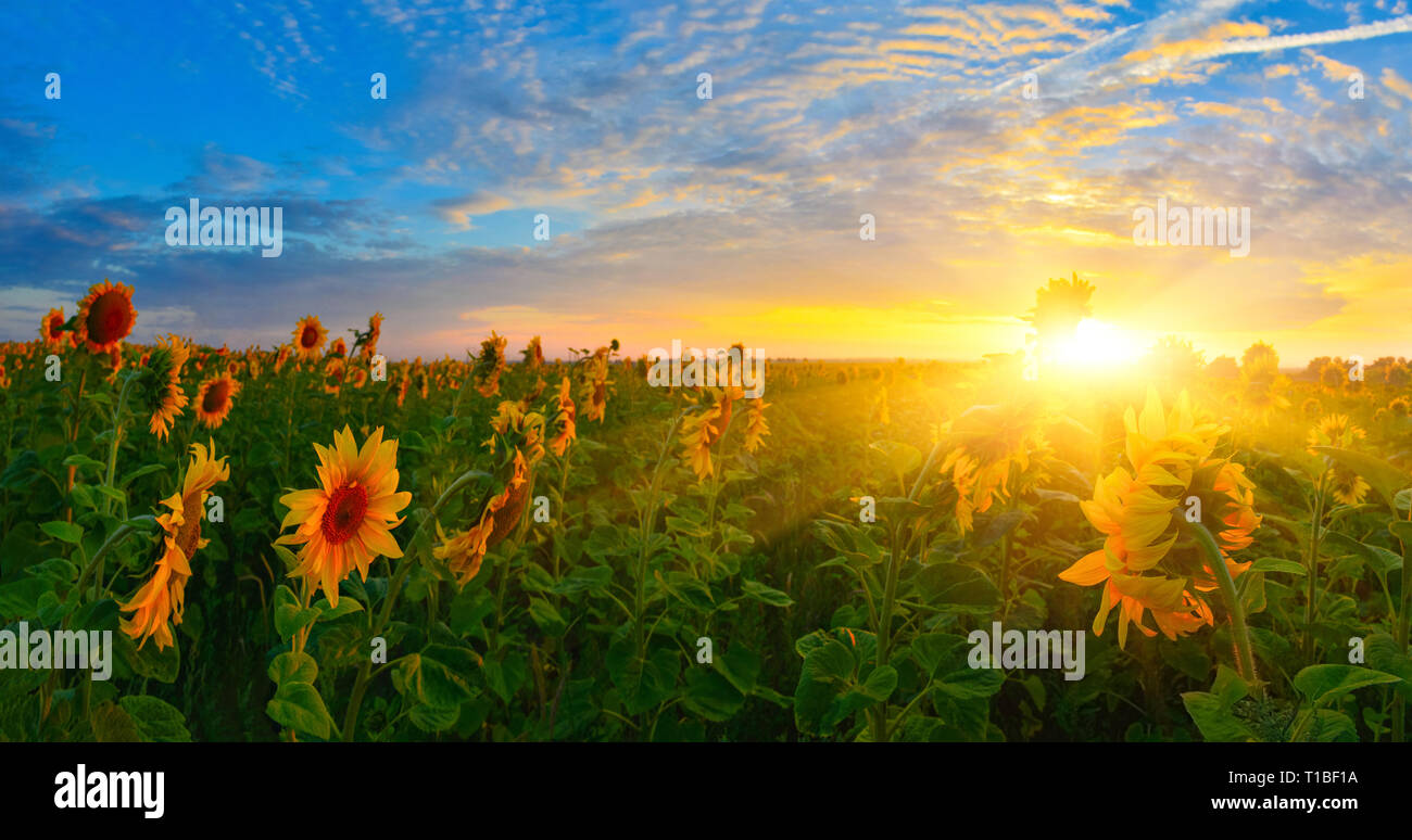 Heaven morning hi-res stock photography and images - Alamy