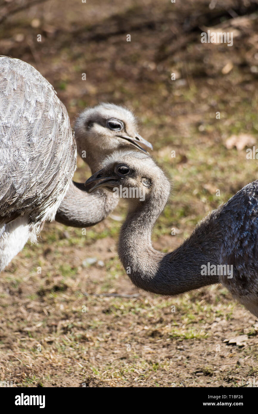 Two adults of Darwin's rhea (Rhea pennata), also known as the lesser ...