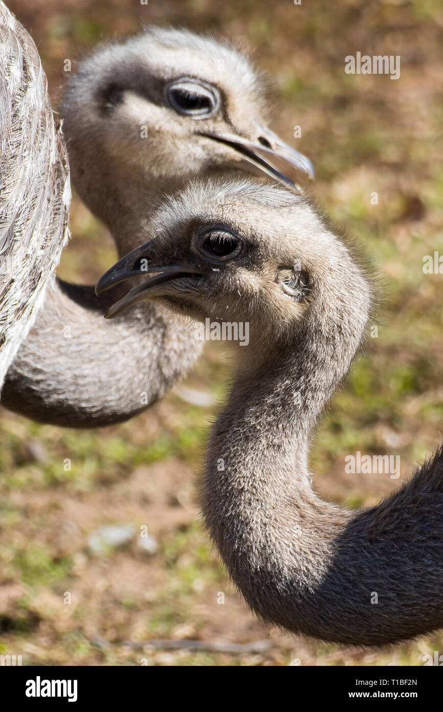 Two adults of Darwin's rhea (Rhea pennata), also known as the lesser ...