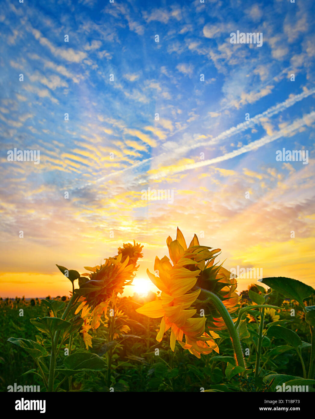 Heaven morning hi-res stock photography and images - Alamy