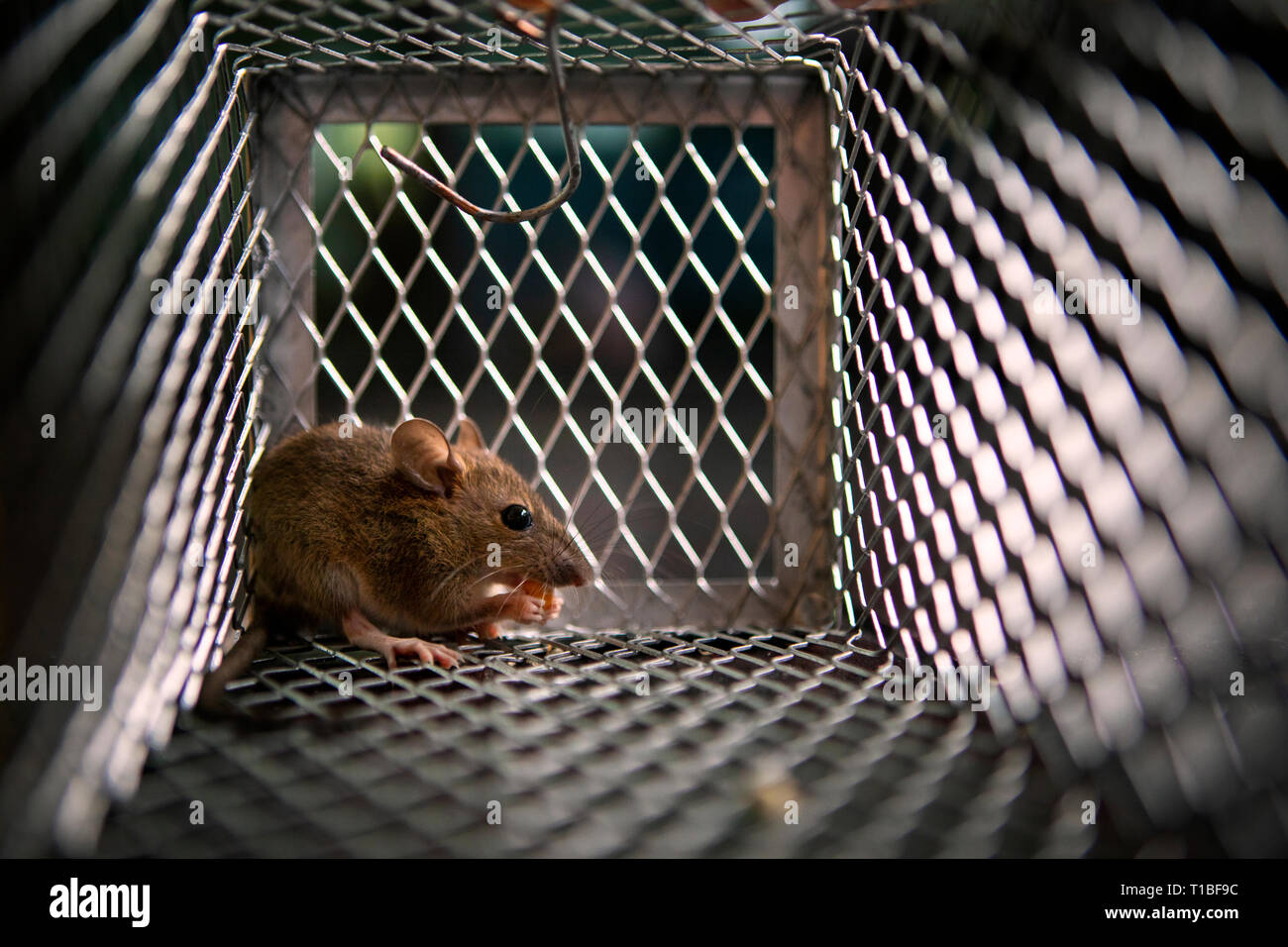 Sad rat hi-res stock photography and images - Alamy