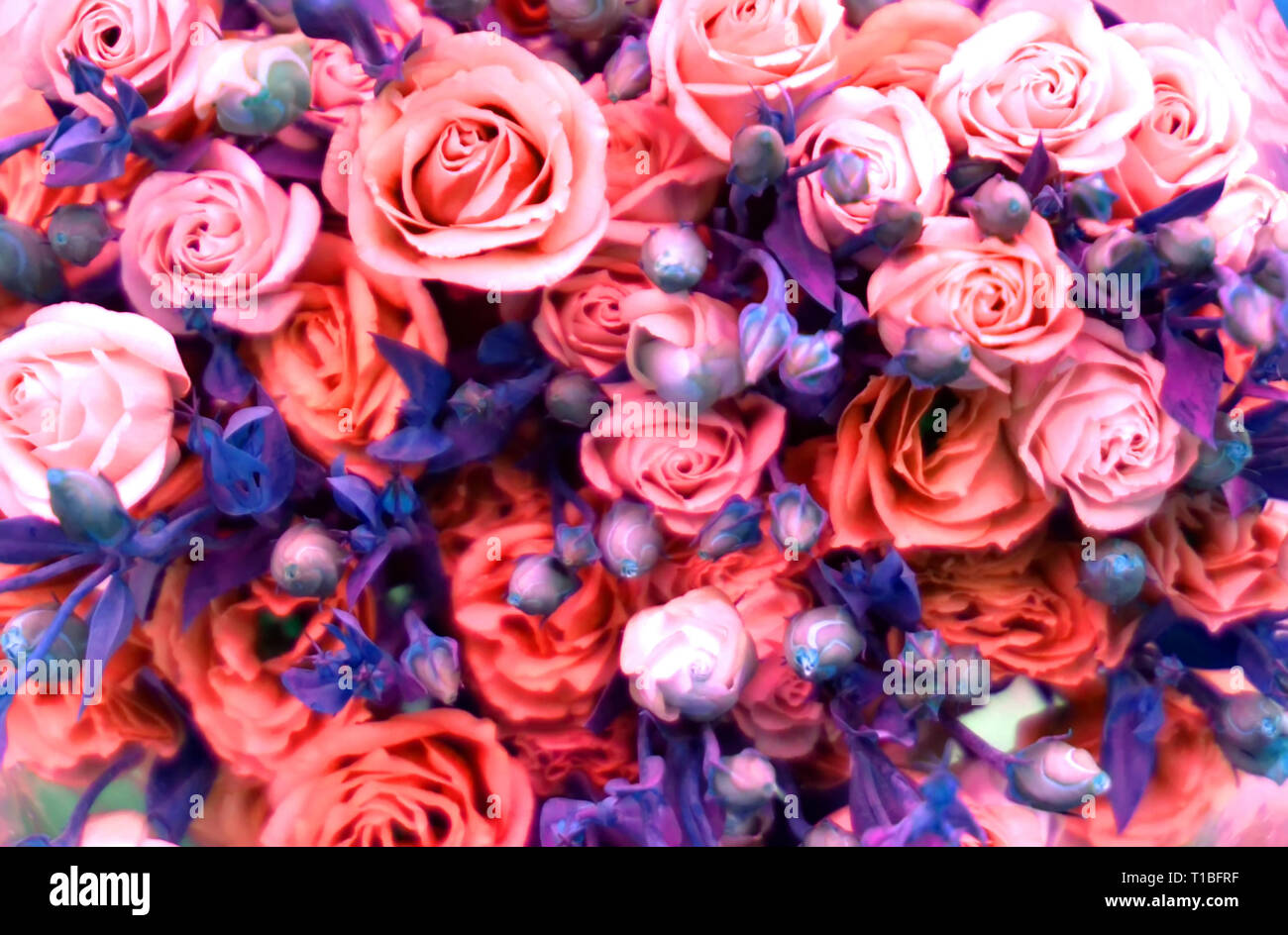 Soft focus on rose flower decorate as bouquet, beautiful texture on ...