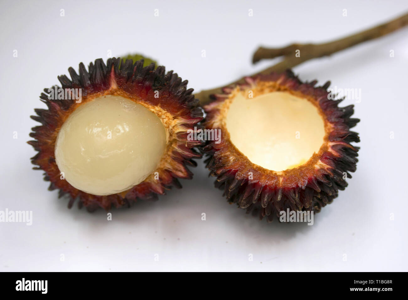 Natives to peninsular malaysia hi-res stock photography and images - Alamy