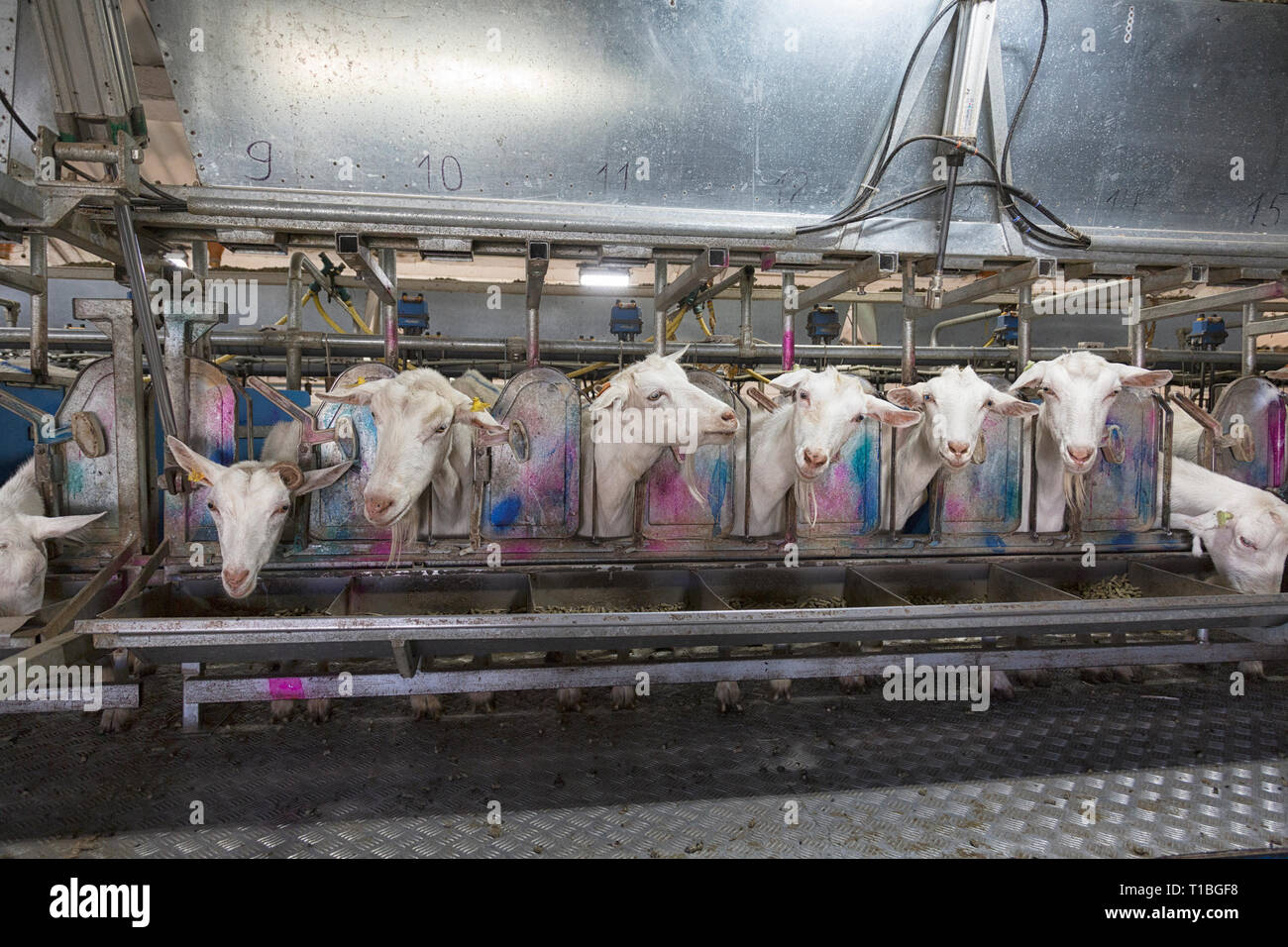 Automatic milking hi-res stock photography and images - Alamy