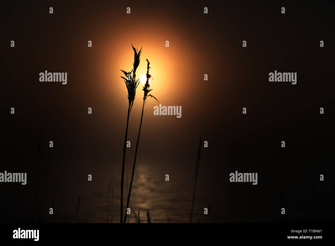 Ljuset hi-res stock photography and images - Alamy