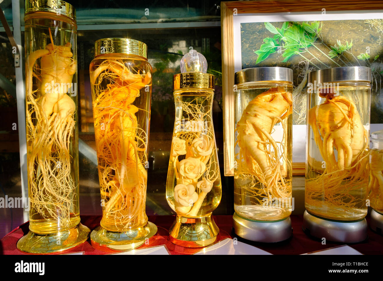 Golden ginseng in jar Stock Photo - Alamy