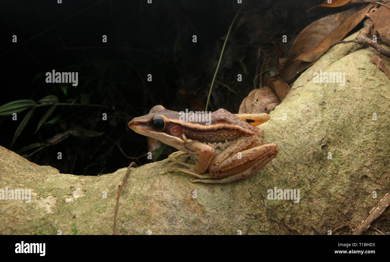 Green paddy frog hi-res stock photography and images - Alamy