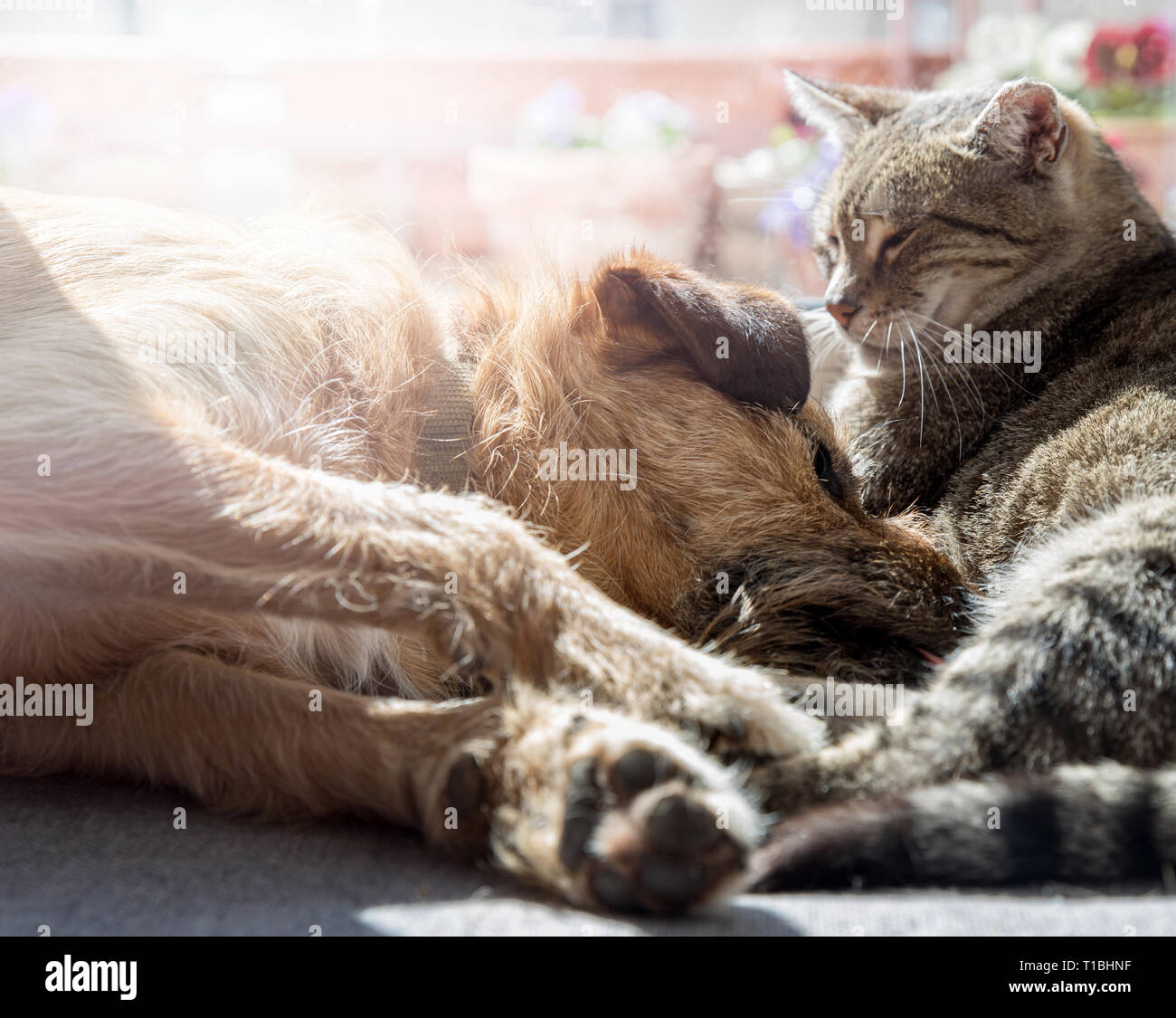 Cat with dog sleeping Stock Photo - Alamy