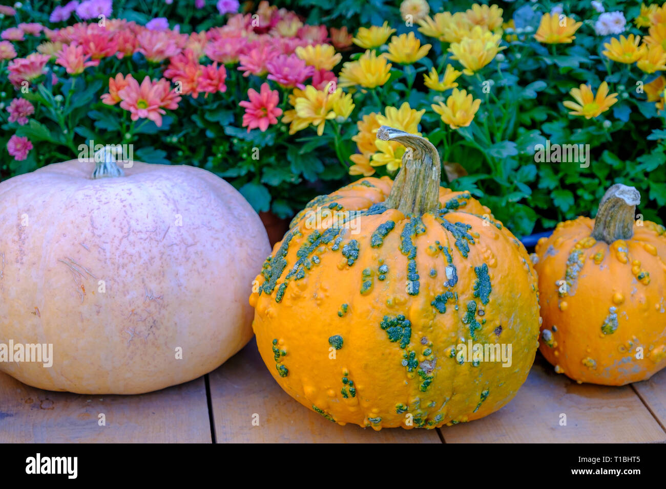 Various of decorative colorful pumpkins after autumn harvest on farmer ...