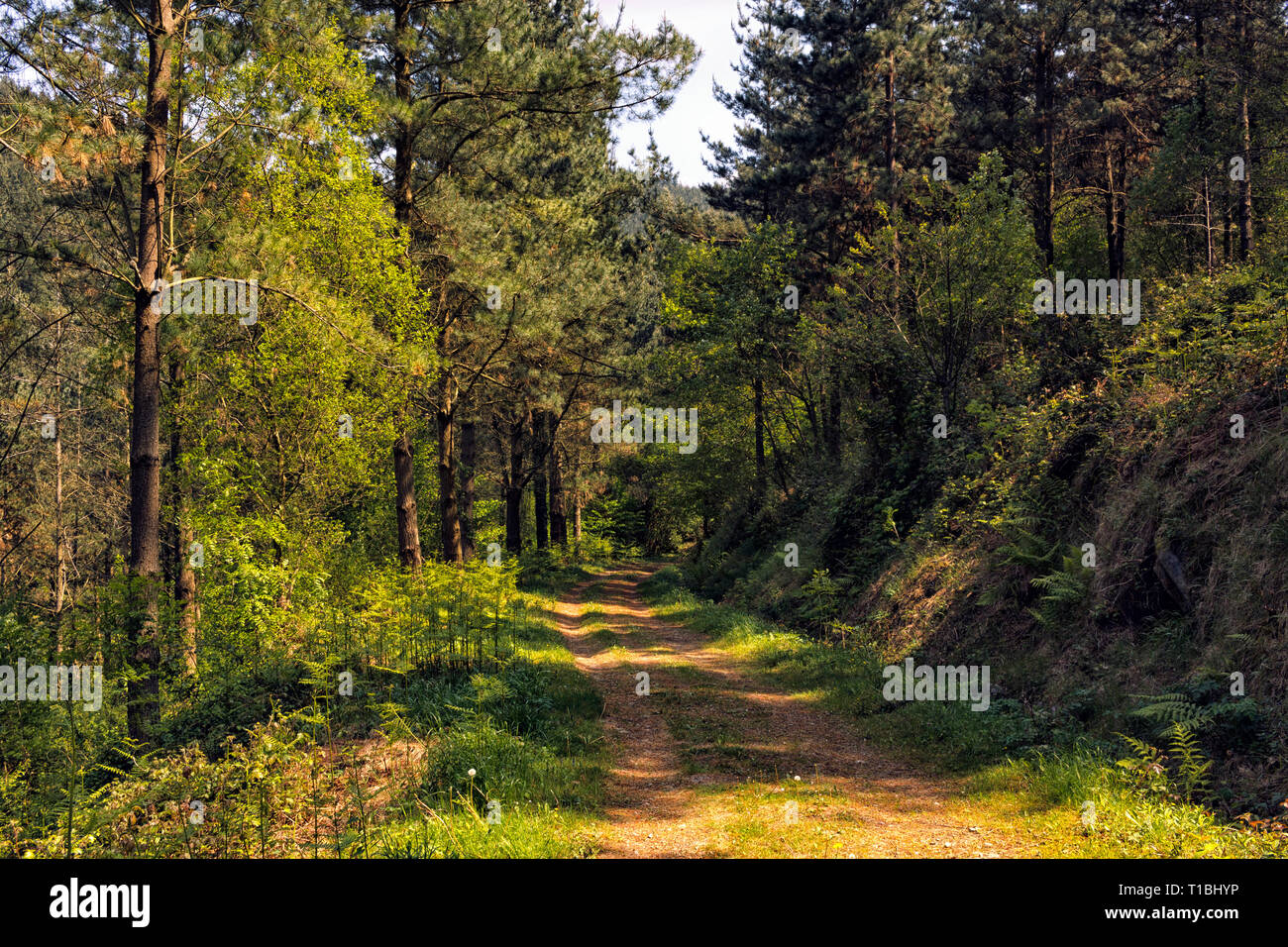 forest in the north of spain Stock Photo - Alamy