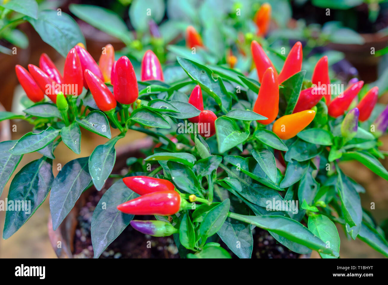 Hot chilli papers hi-res stock photography and images - Alamy