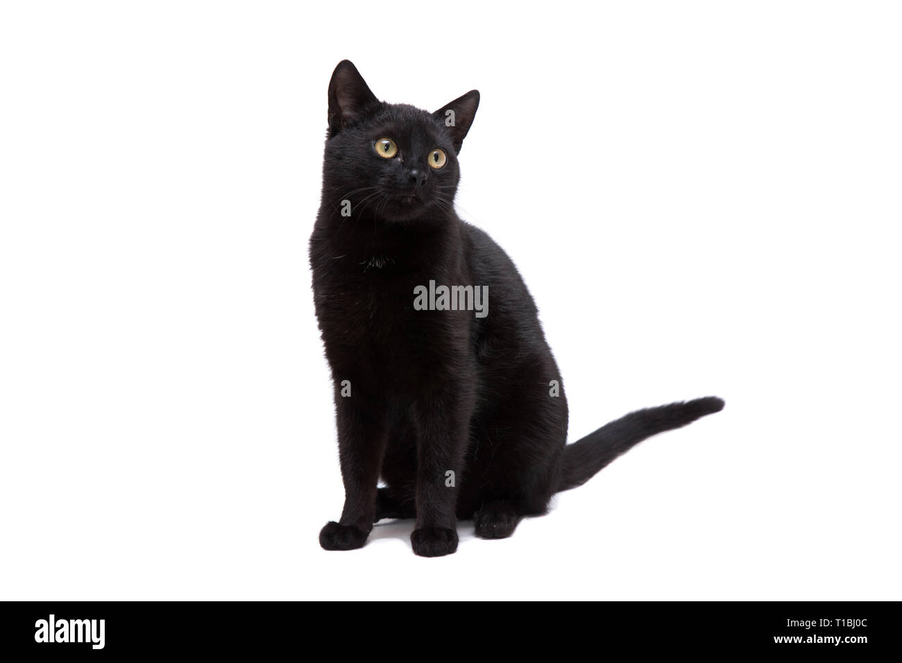 Back view black cat sitting hi-res stock photography and images - Alamy