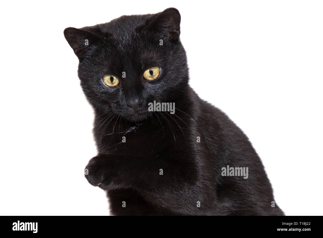 Back view black cat sitting hi-res stock photography and images - Alamy