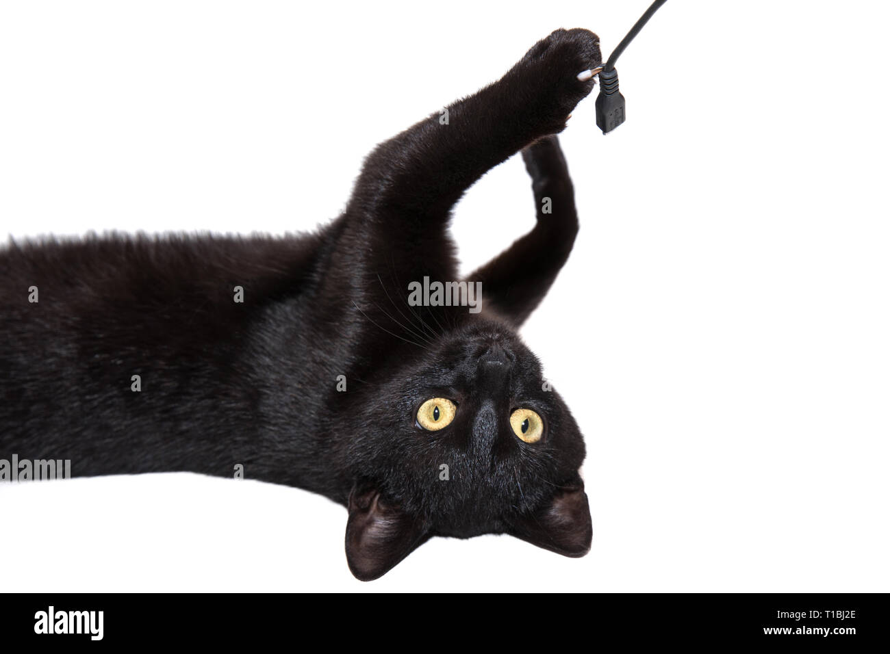 Back View Black Cat Sitting High Resolution Stock Photography and ...