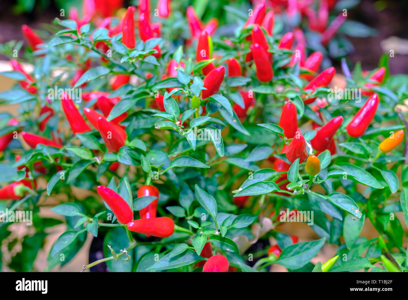 Hot chilli papers hi-res stock photography and images - Alamy