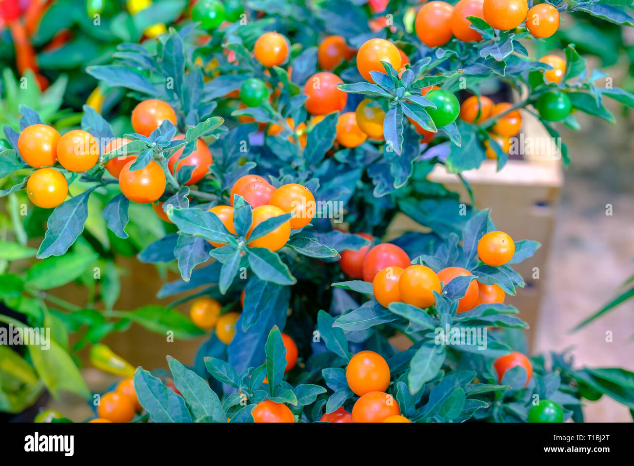 Hot chilli papers hi-res stock photography and images - Alamy