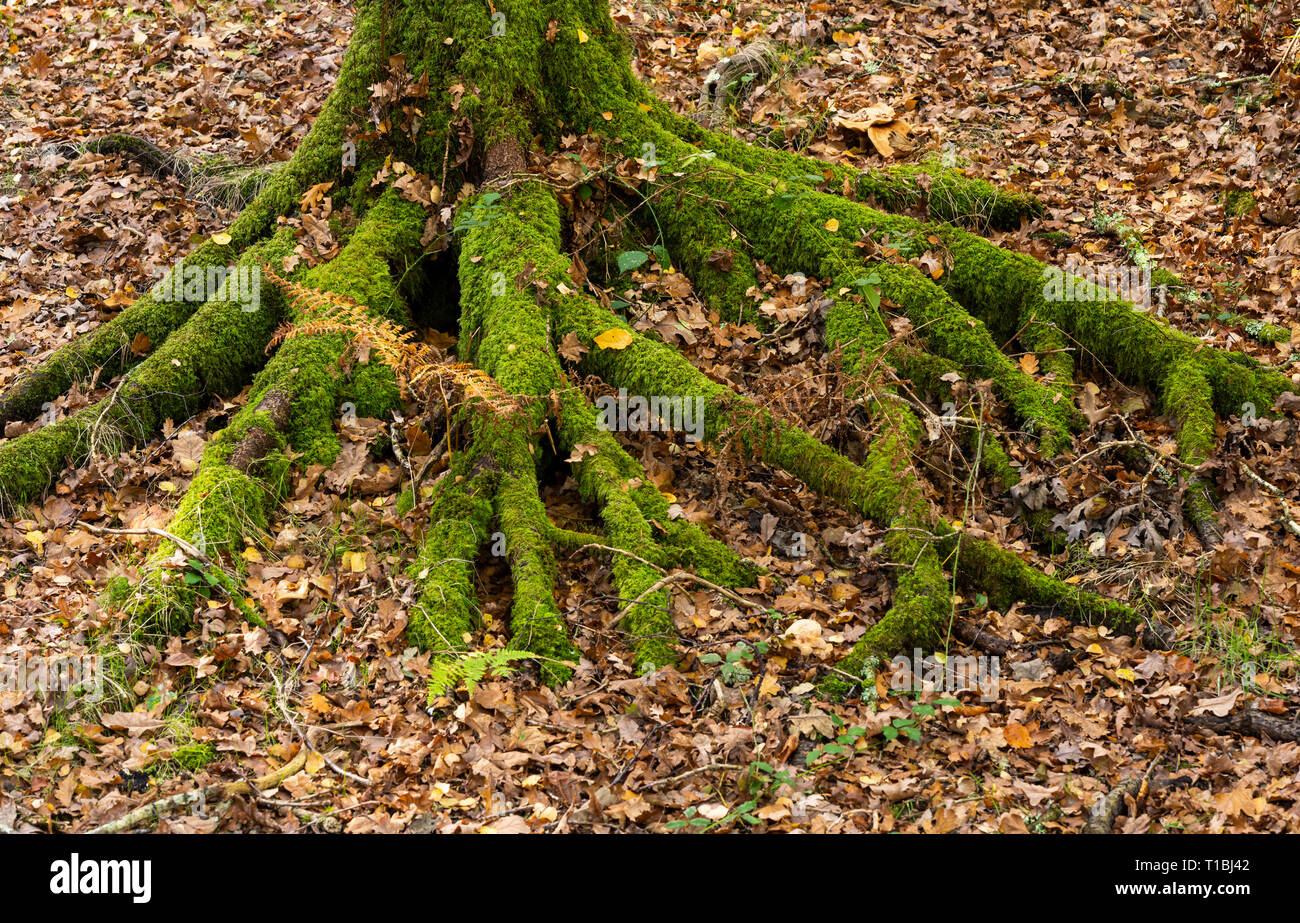 English Park In Autum High Resolution Stock Photography and Images - Alamy