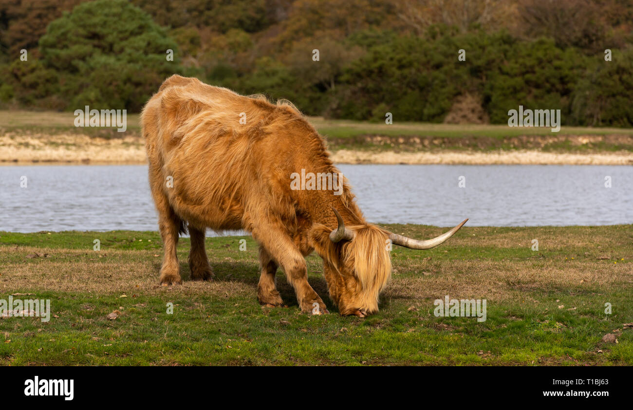 New forest calf hi-res stock photography and images - Alamy