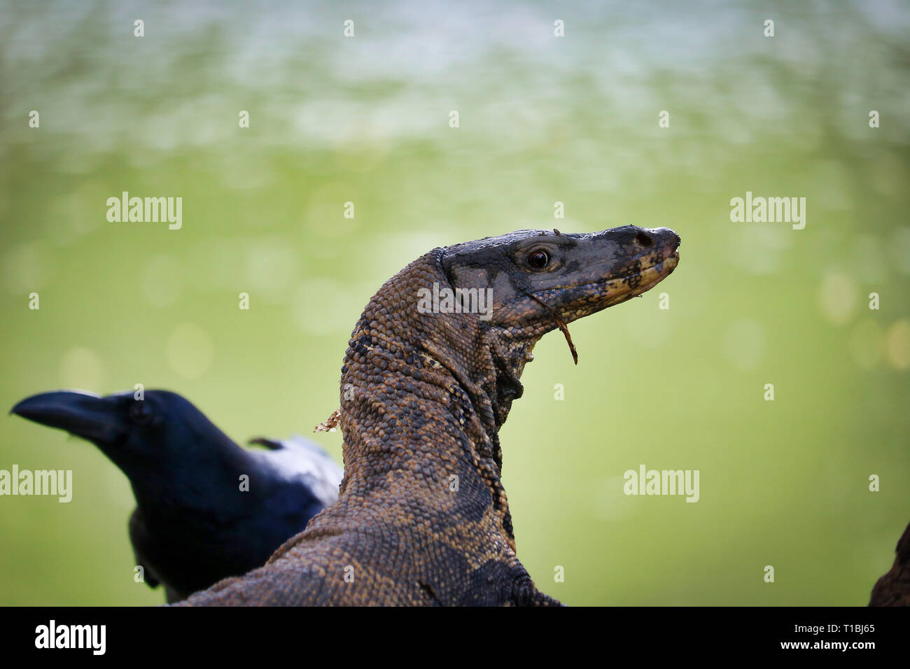 This unique picture shows how the heads of a Komodo dragon and a raven ...