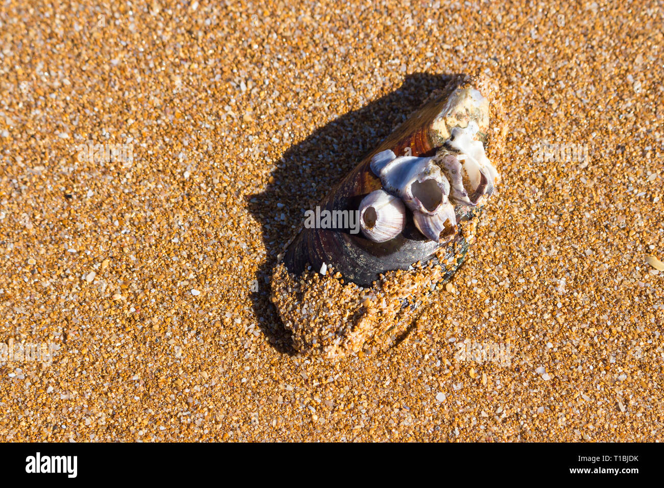 Big black shell covered partly by corals. Bright orange color of the ...
