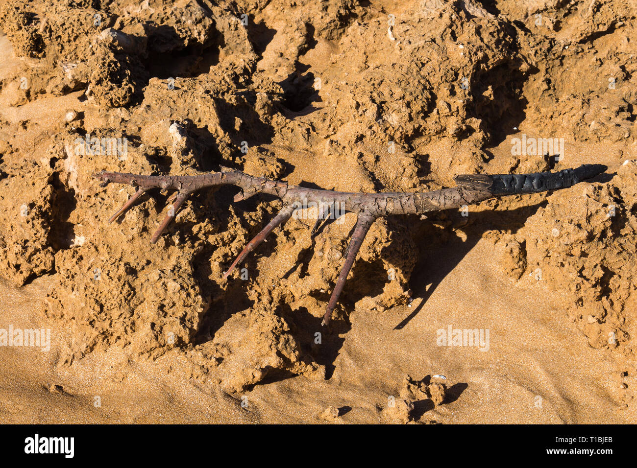 Broken twig hi-res stock photography and images - Alamy