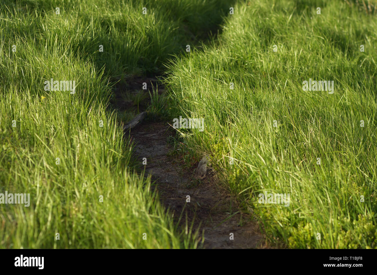 Lush green grass to the footpath Stock Photo - Alamy