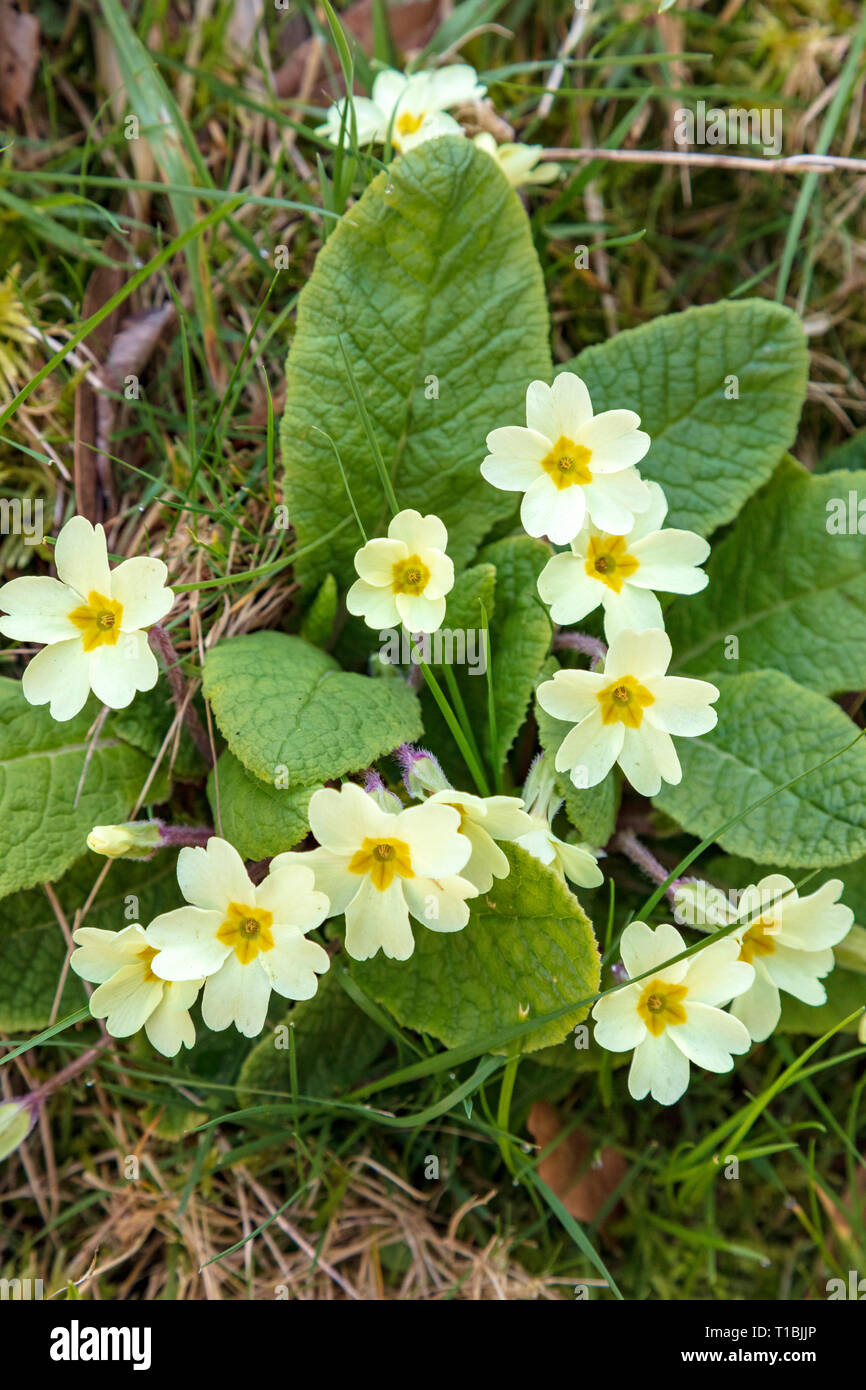 A warm spring produces early wild Primroses some crossbred in differnet ...