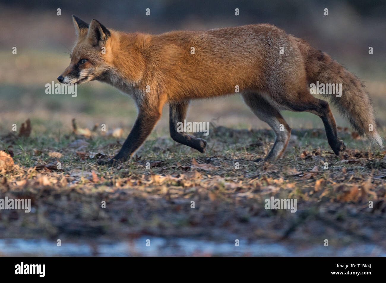 Fox trot hi-res stock photography and images - Alamy