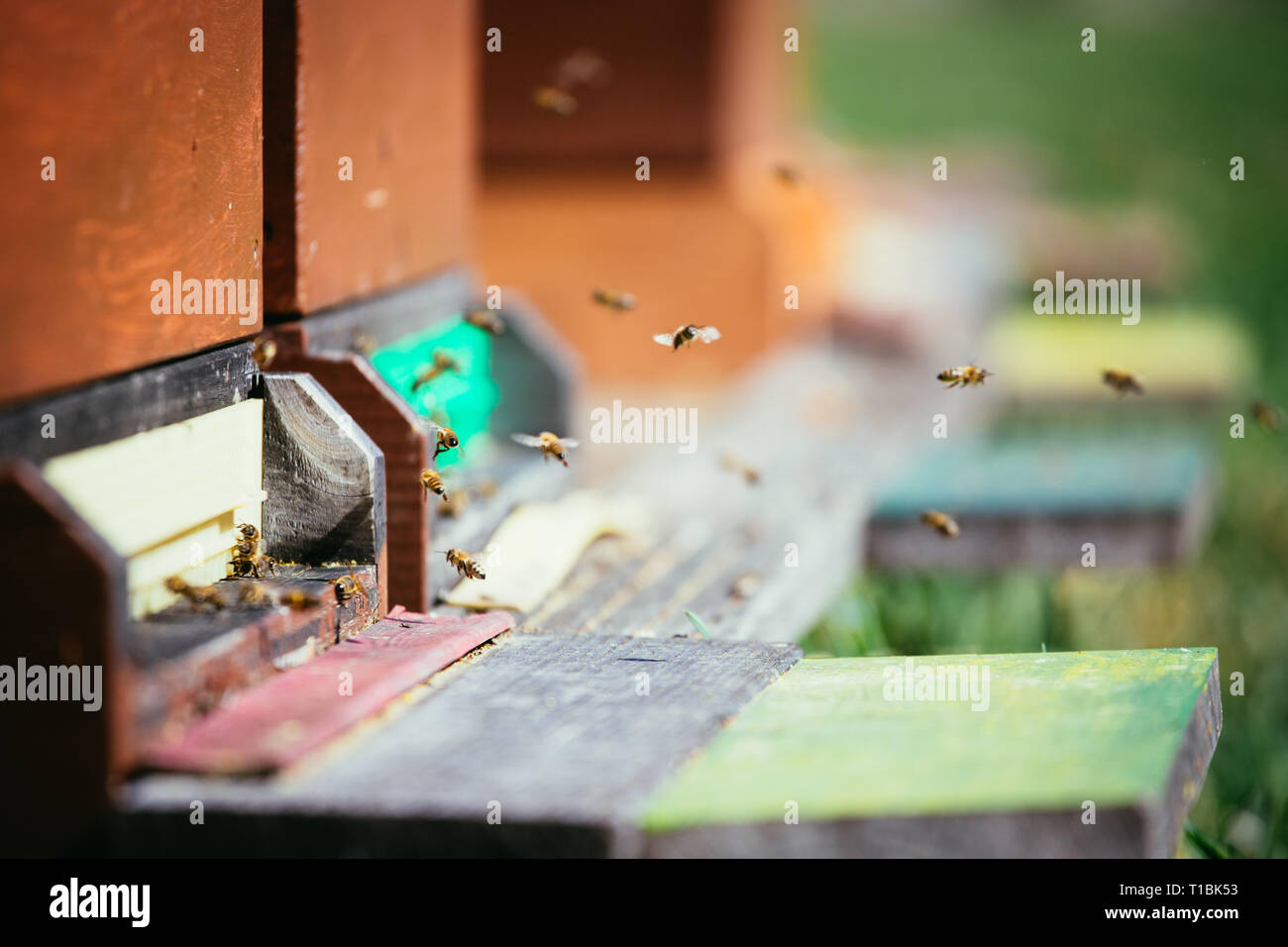 Bees are landing at the boards of a hive, spring time Stock Photo - Alamy