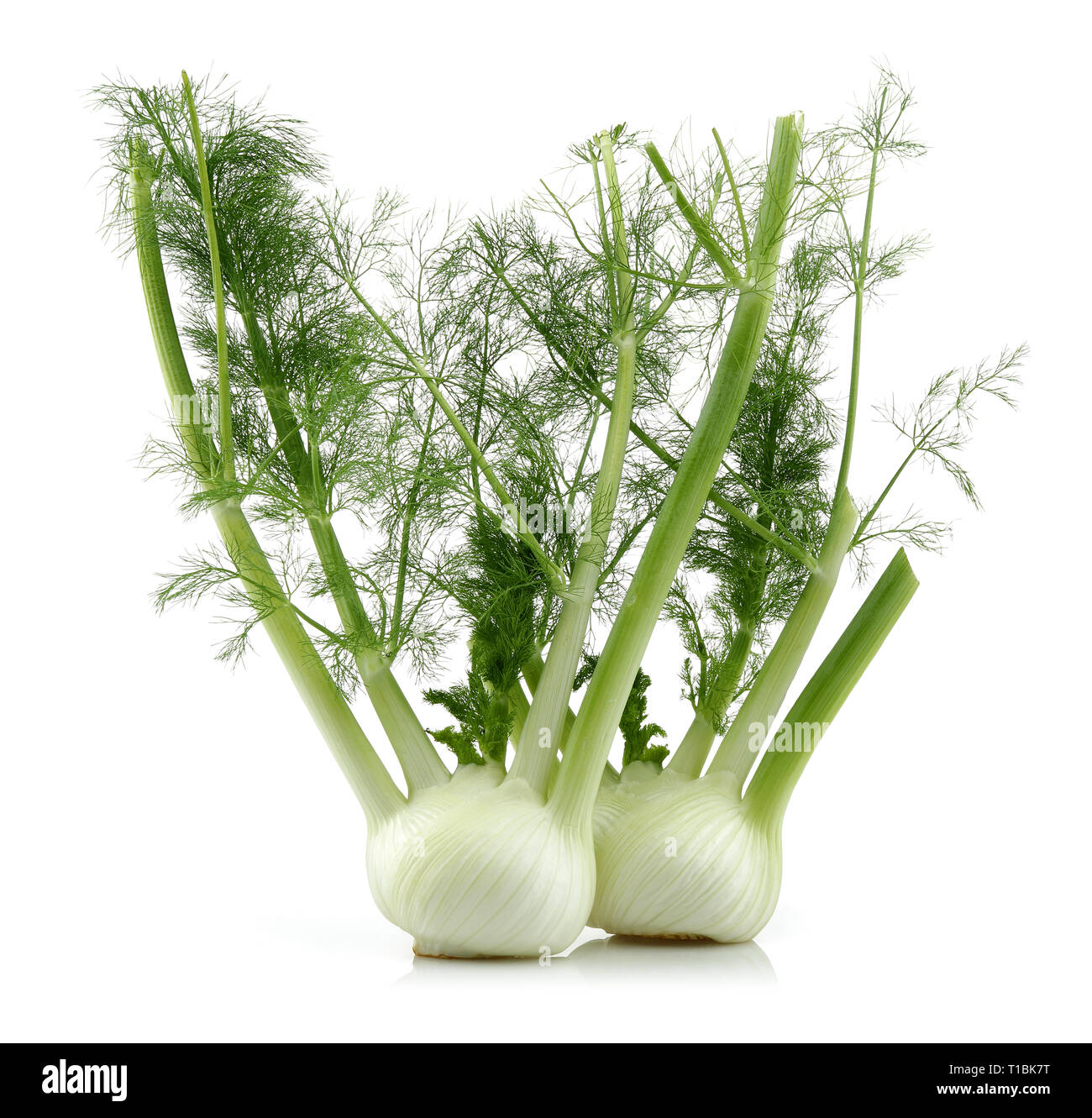 Fresh fennel bulbs isolated on white background Stock Photo - Alamy