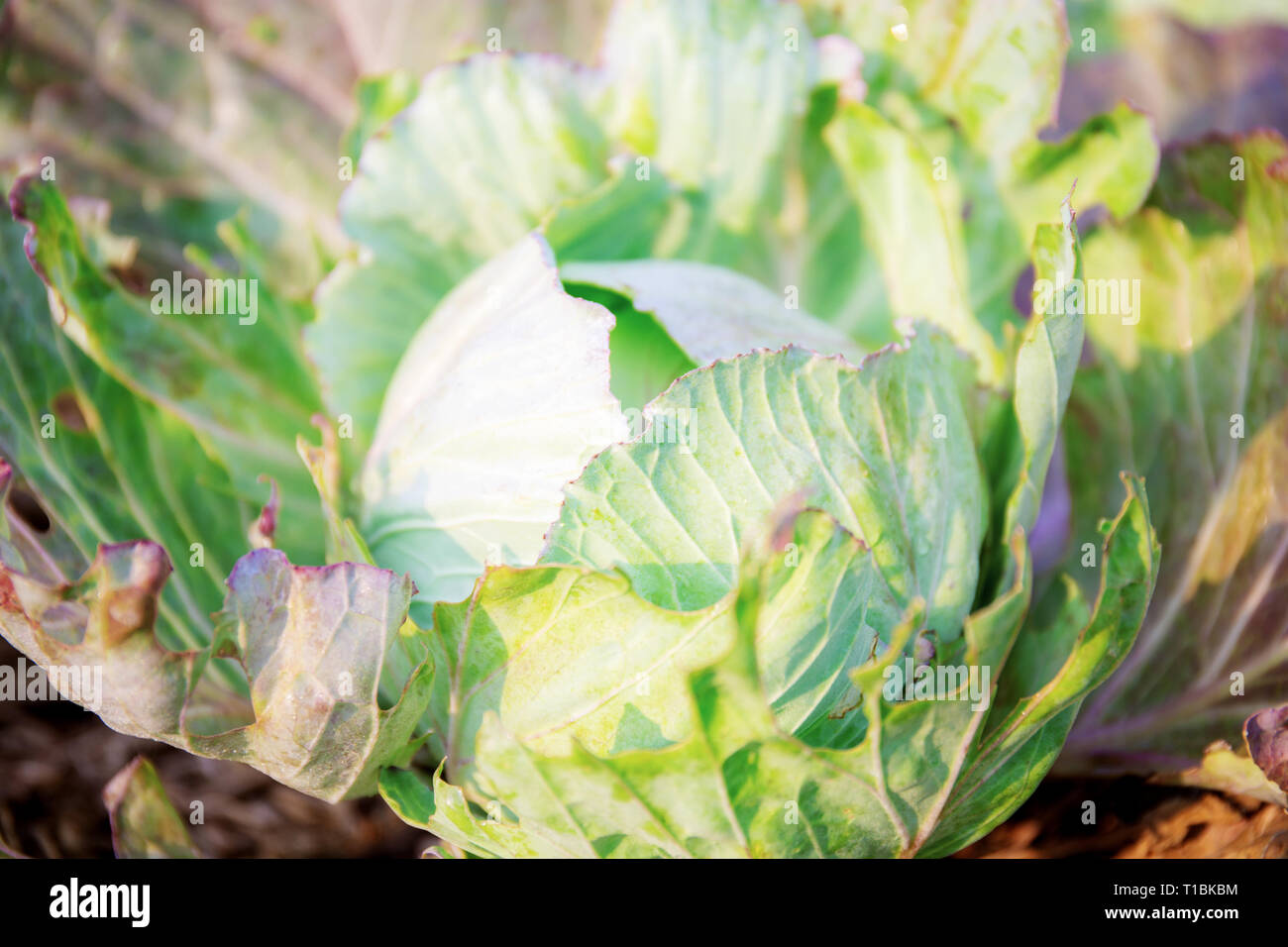 Cabbage of dried leaves with sunrise in farm Stock Photo - Alamy