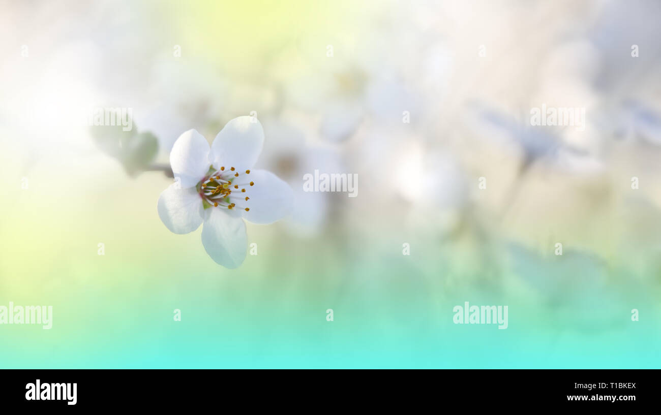 Beautiful spring nature cherry blossom web banner,header. Blurred space ...