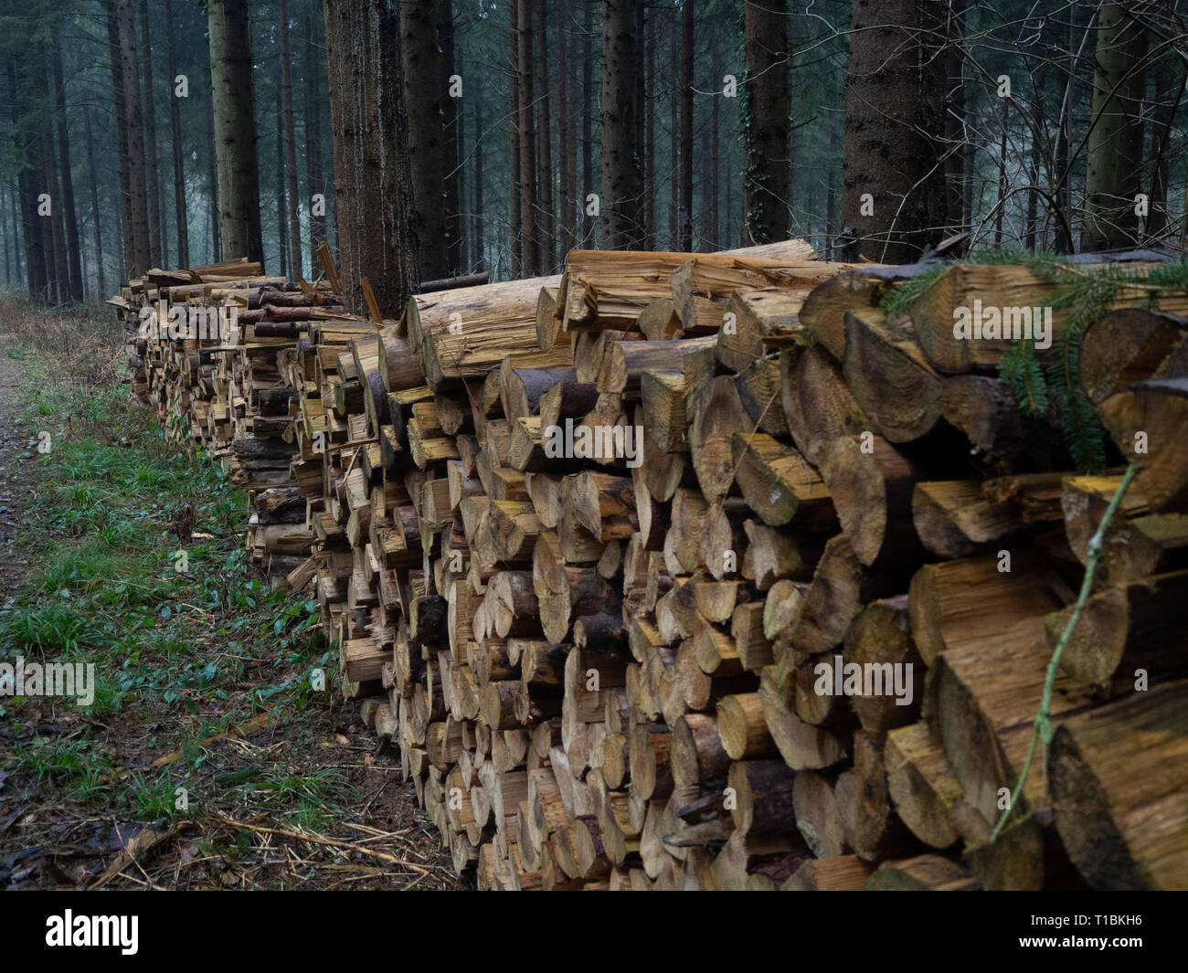 Stack of logs Stock Photo - Alamy
