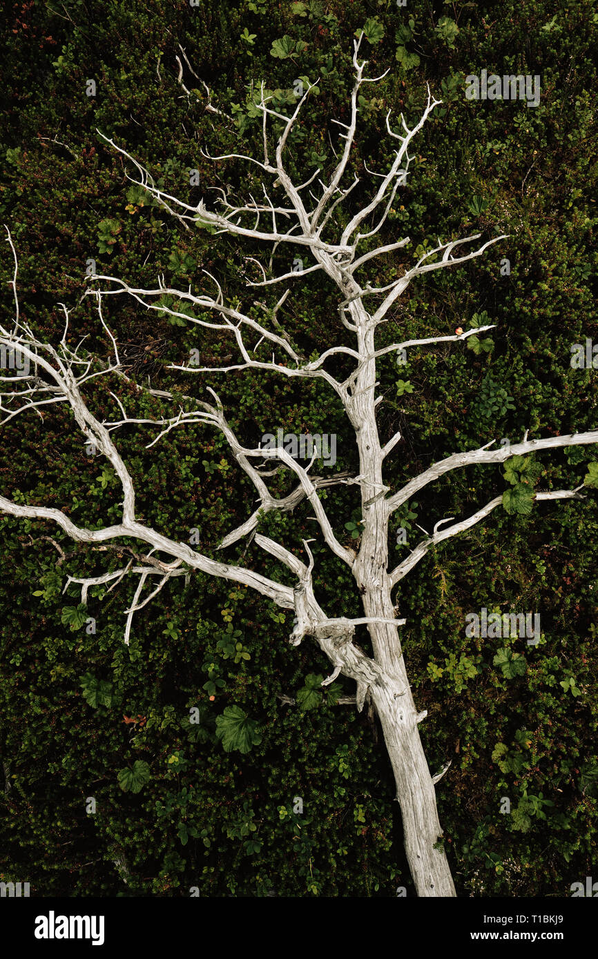 A fallen dead tree background Stock Photo - Alamy