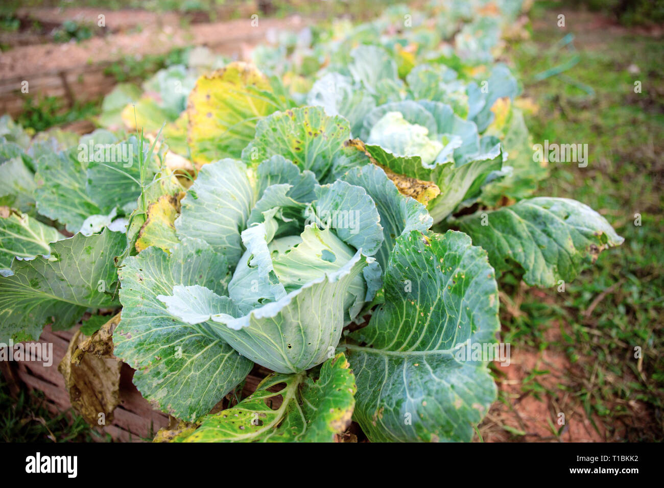 Slug cabbage hi-res stock photography and images - Alamy