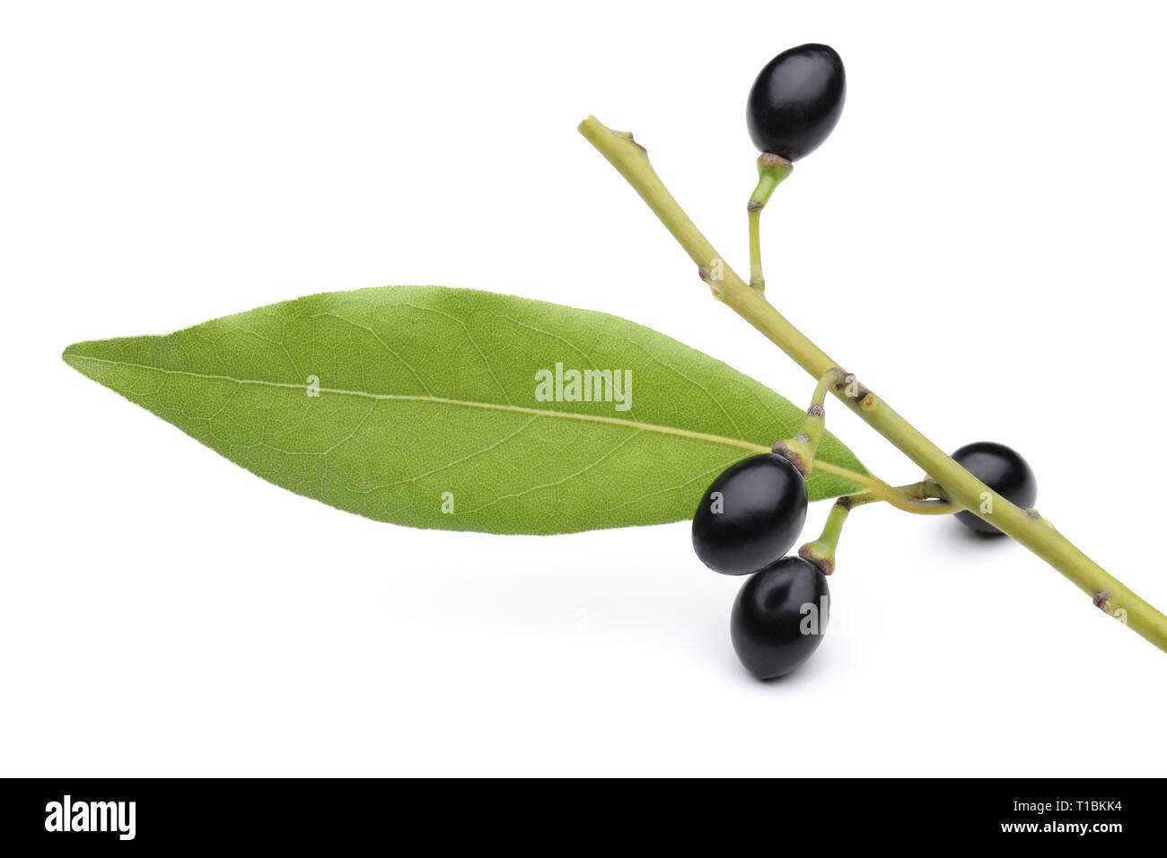 Daphne plant Cut Out Stock Images & Pictures - Alamy