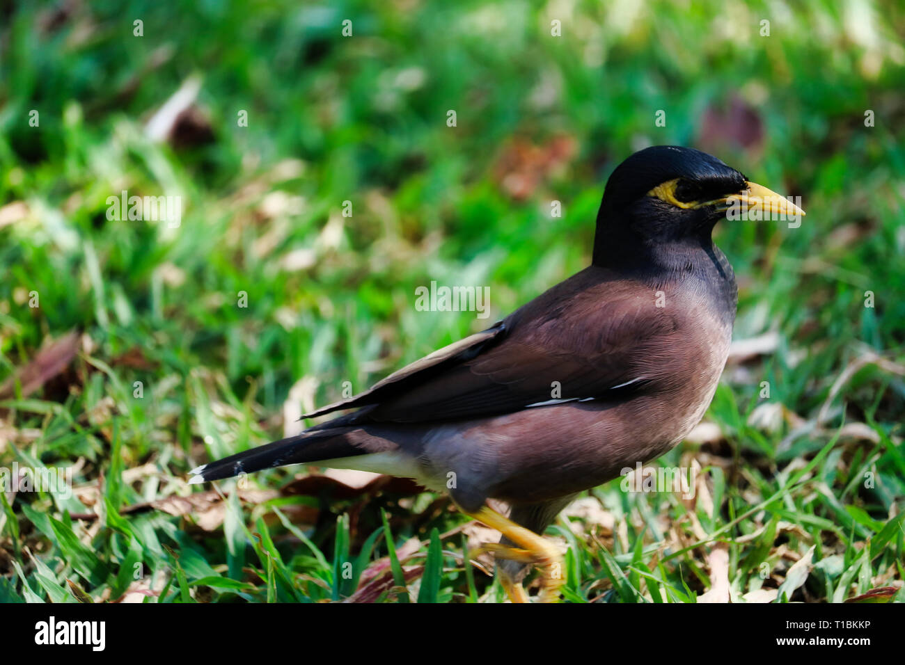 This unique image shows a beautiful Thai bird sitting in grass in the ...