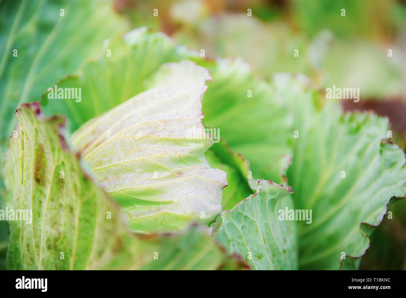 Cabbage of leaves with sunlight in farm Stock Photo - Alamy