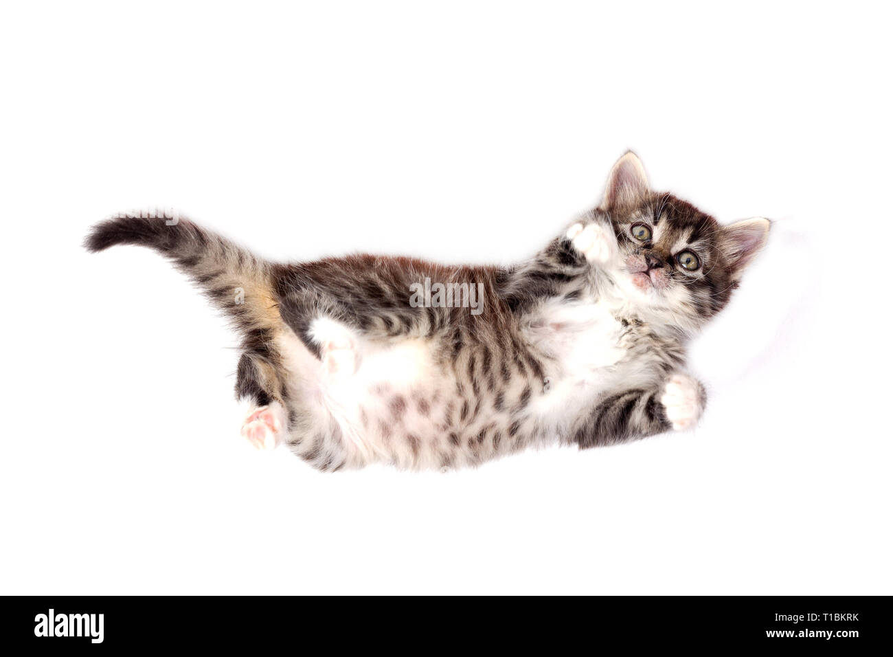 little cute grey furry scared kitten lying on its side isolated on ...