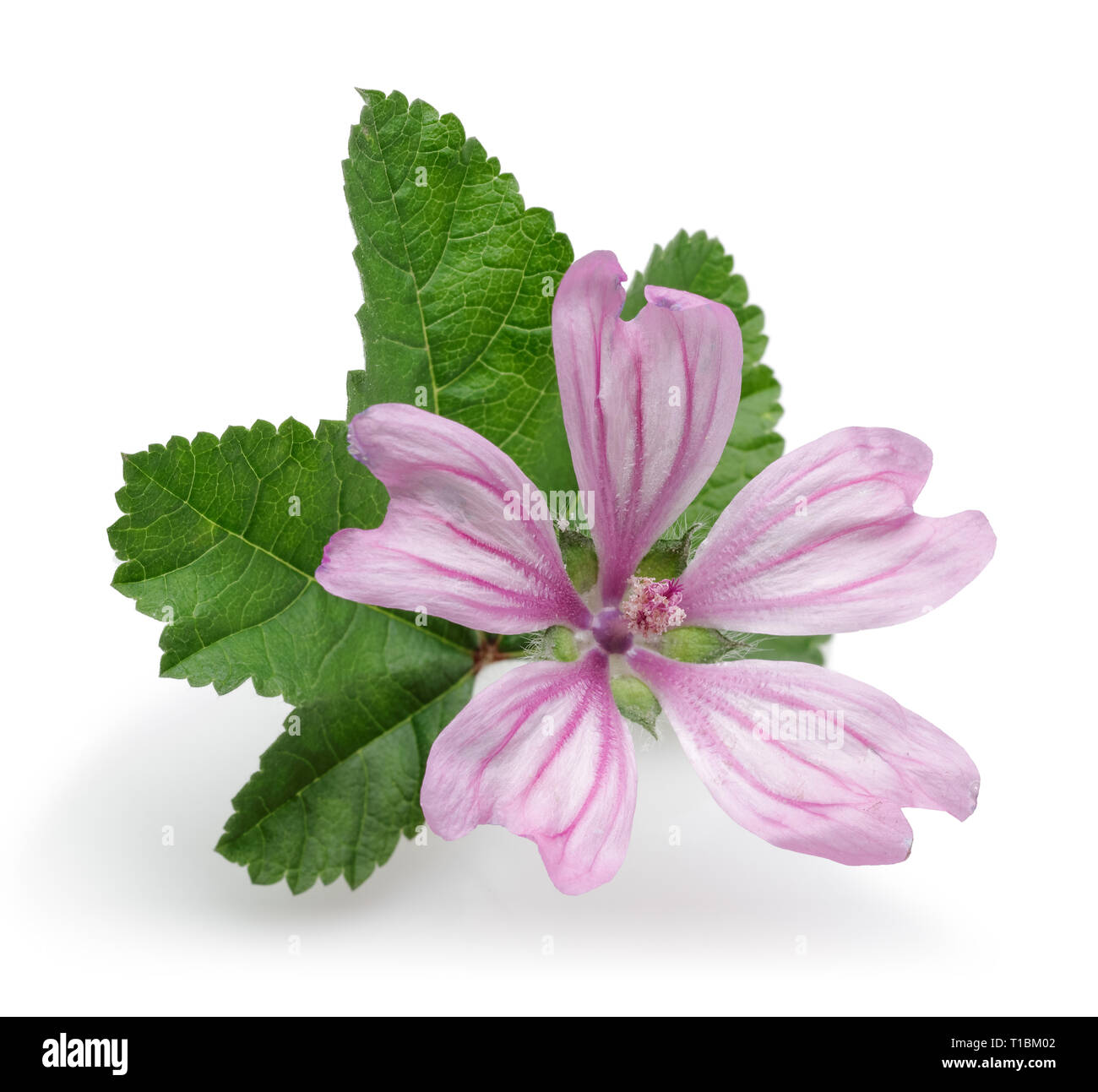 Mallow plant with flowers and leaves isolated on white background Stock ...
