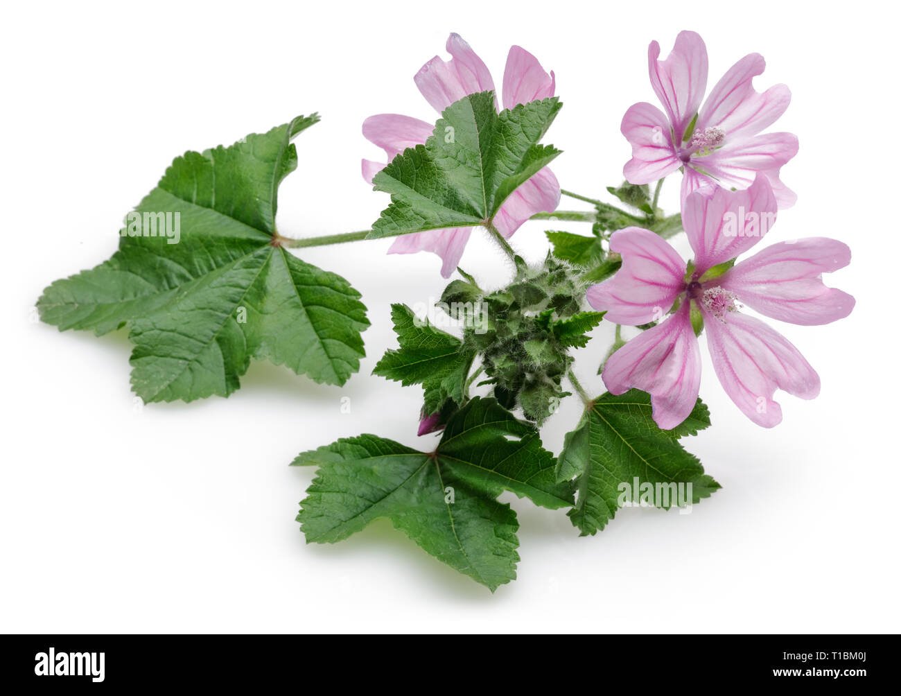 Mallow plant with flowers and leaves isolated on white background Stock ...
